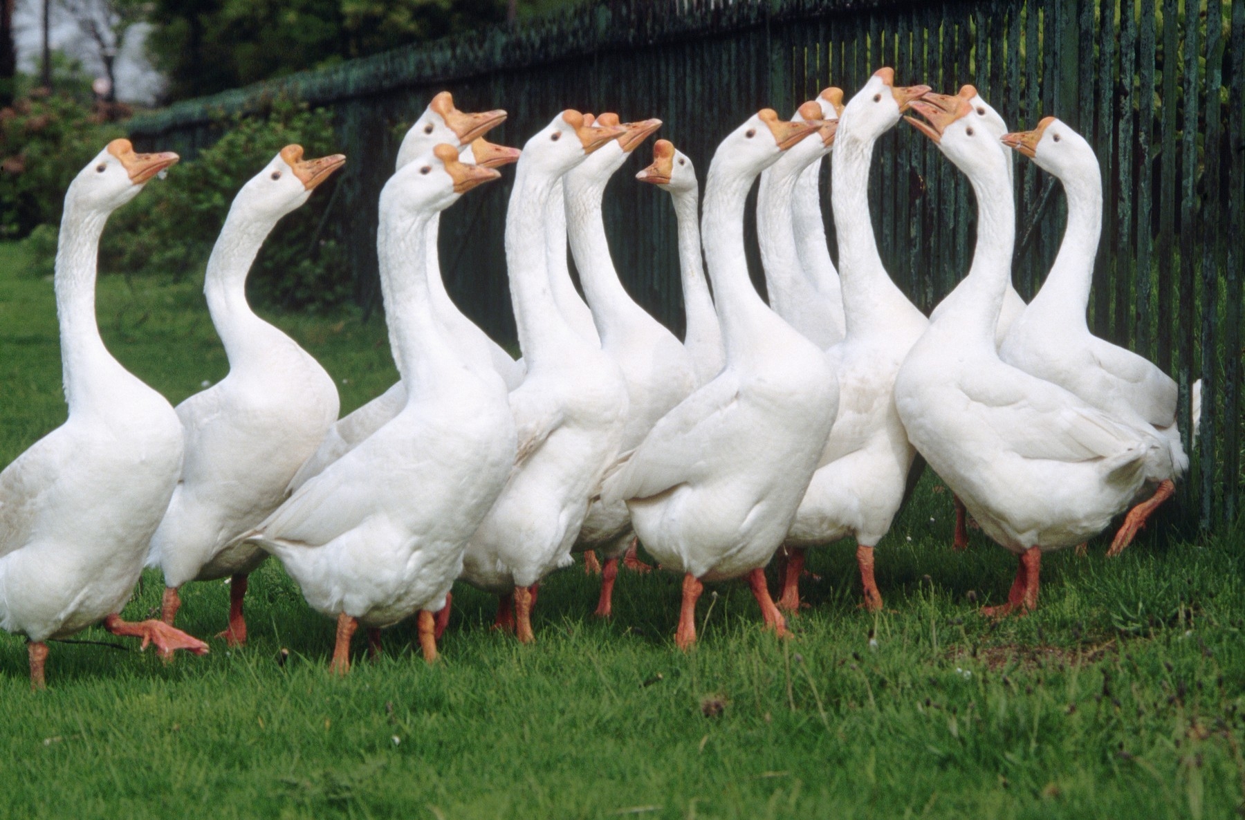 Gde završi guska koja se izgubi u magli? Urnebesni odgovor banatskih ...