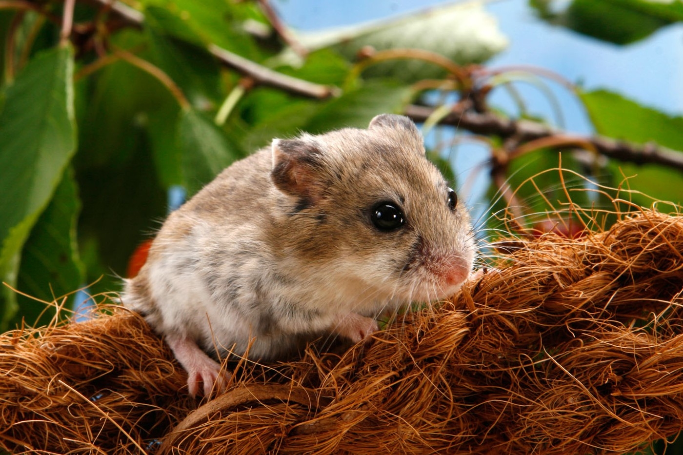 PAŠČE, MACA ILI HRČAK: Koji ljubimac je idealan za vaš horoskopski znak