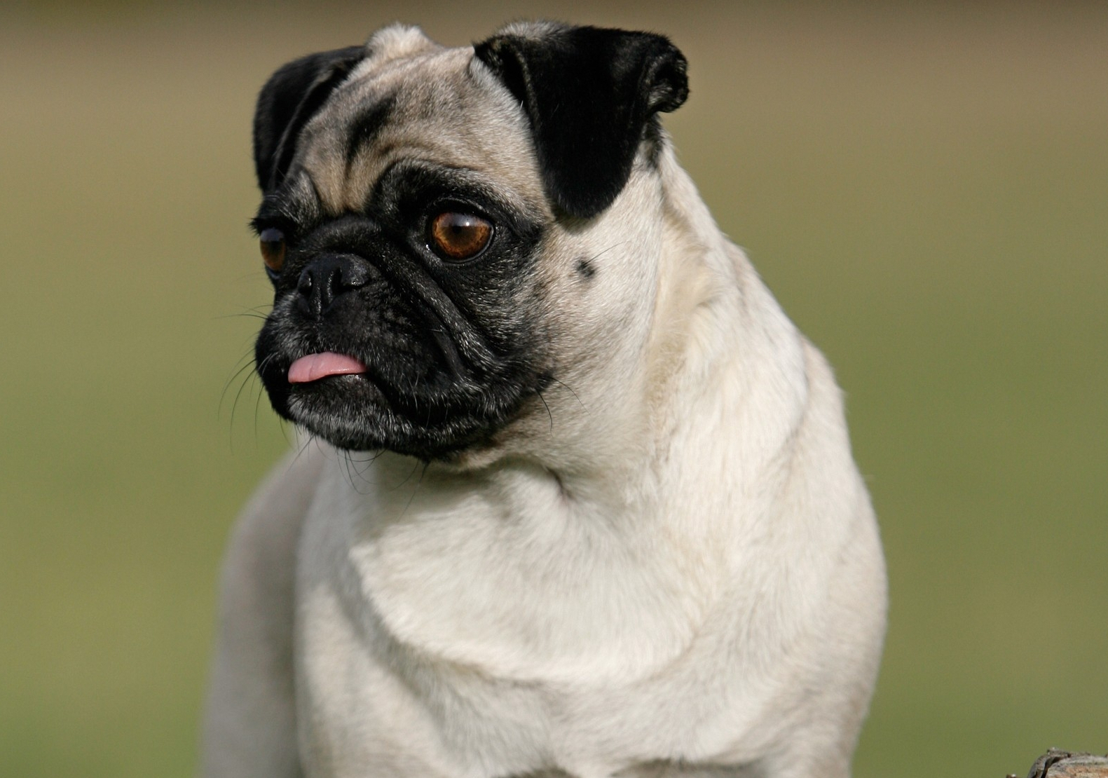 10 раса паса склоних гојазности