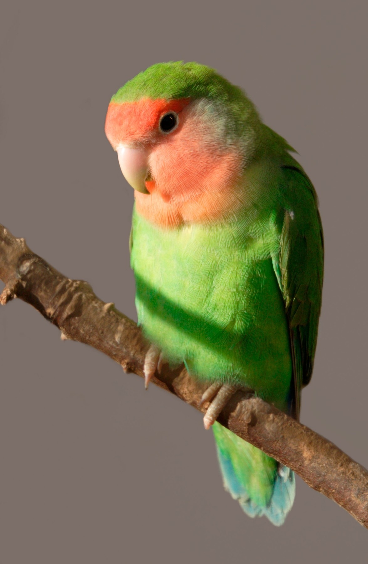 Papagaj koji će vas oduševiti lepotom i dobrom energijom