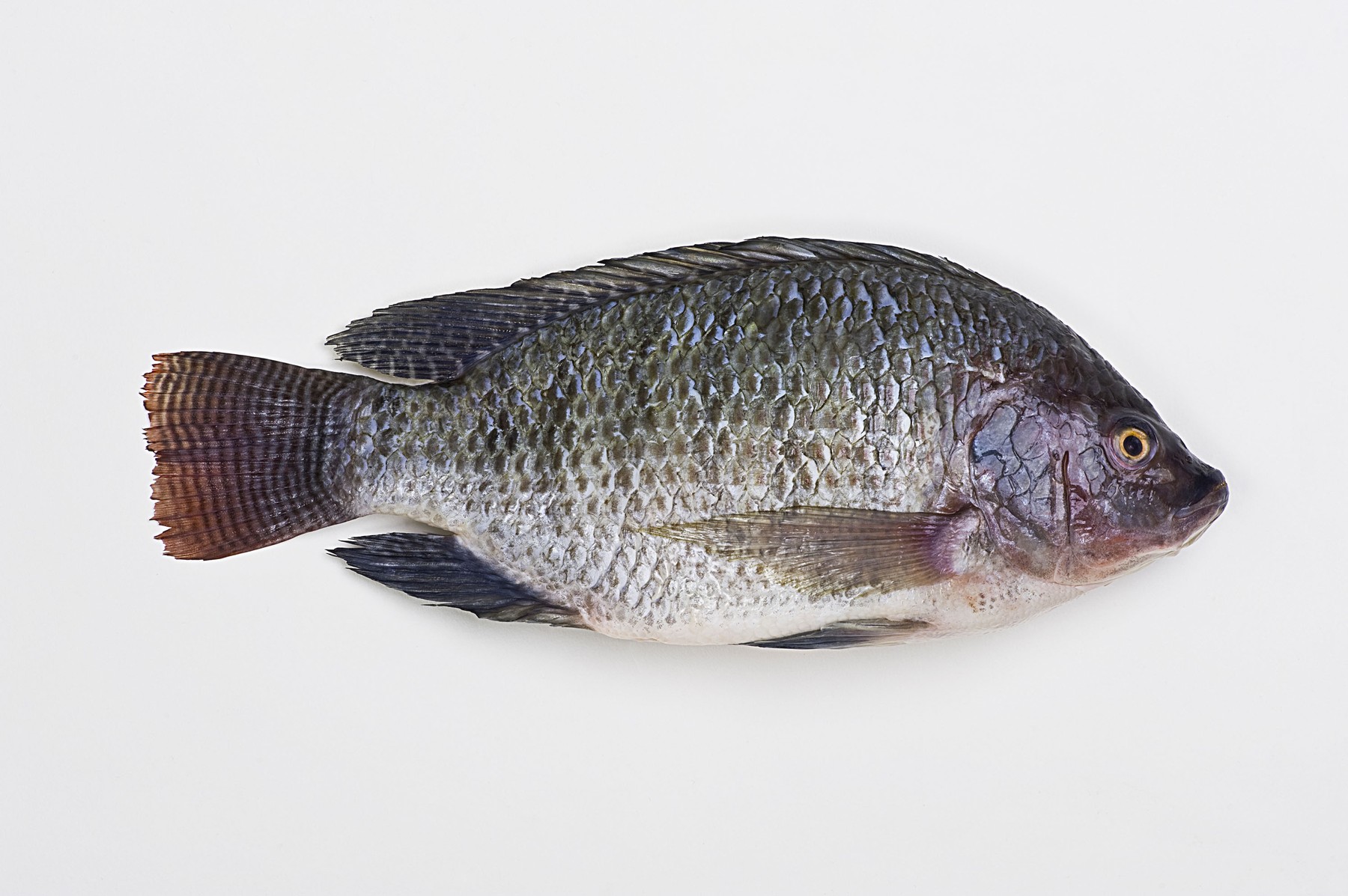 Doktori iz Brazila koriste kožu ove ribe za uspešno lečenje opekotina ...