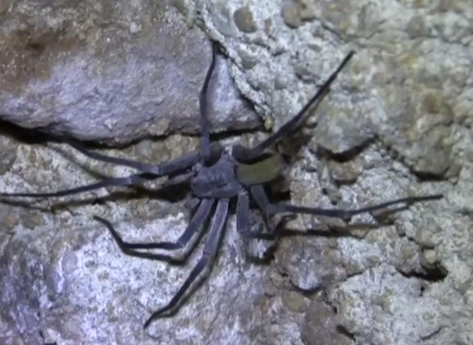 Ušli su u napušteni rudnik - tamo su ugledali jezivog STVORA, novu vrstu PAUKA! (VIDEO)