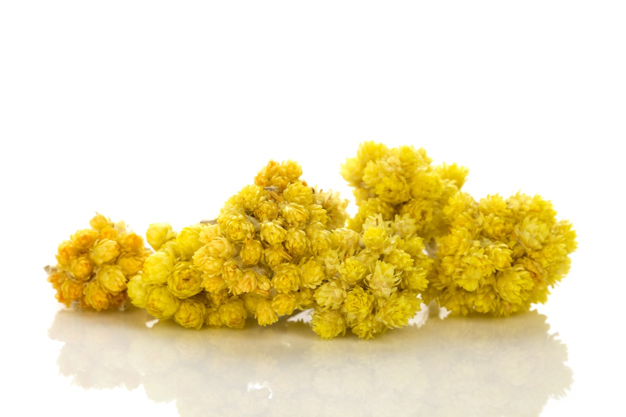 Zovu je "BILJKA DUGOVEČNOSTI": Čaj od ovog CVETA JAČA ORGANIZAM, leči ...