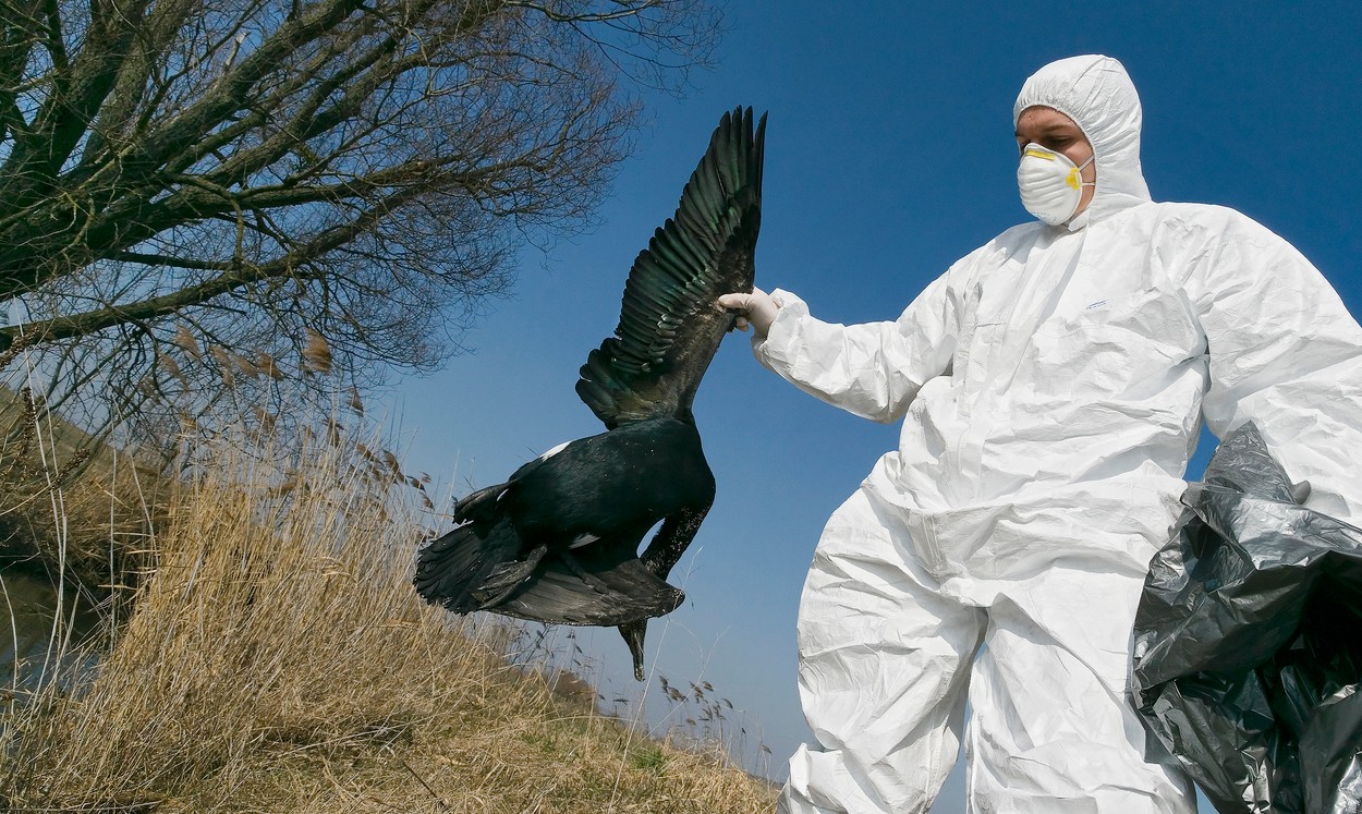 Ptičiji grip stigao u Srbiju