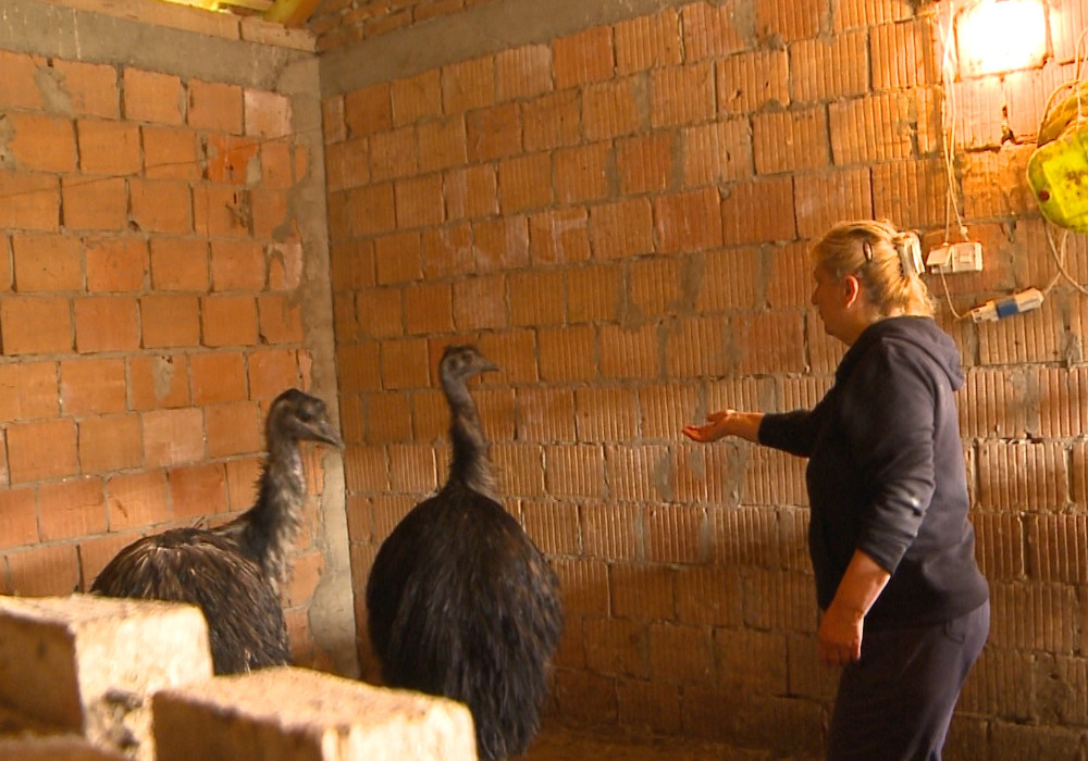 OVE PTICE NOSE ZELENA JAJA I ŽIVE U ZRENJANINU: Posle nojeva najveće su ...