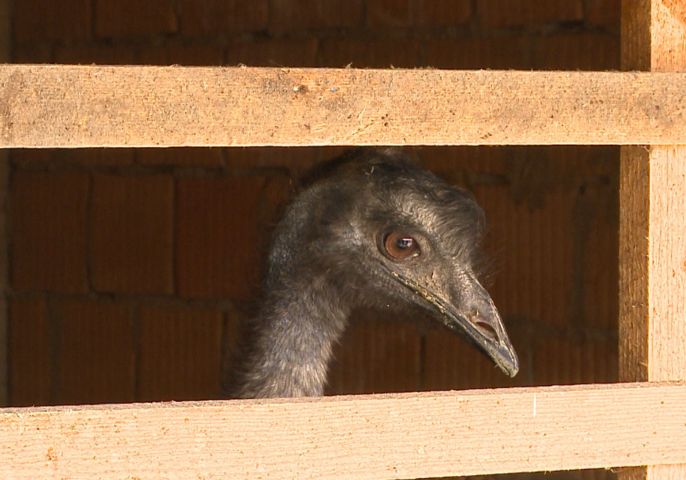 OVE PTICE NOSE ZELENA JAJA I ŽIVE U ZRENJANINU: Posle nojeva najveće su ...
