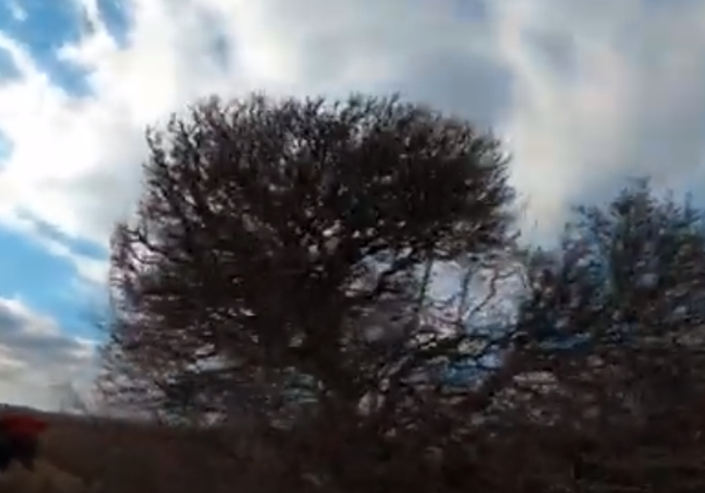 DONOSI NESREĆU I SMRT: Ovo drvo NIKAKO ne smete imati u svom dvorištu!