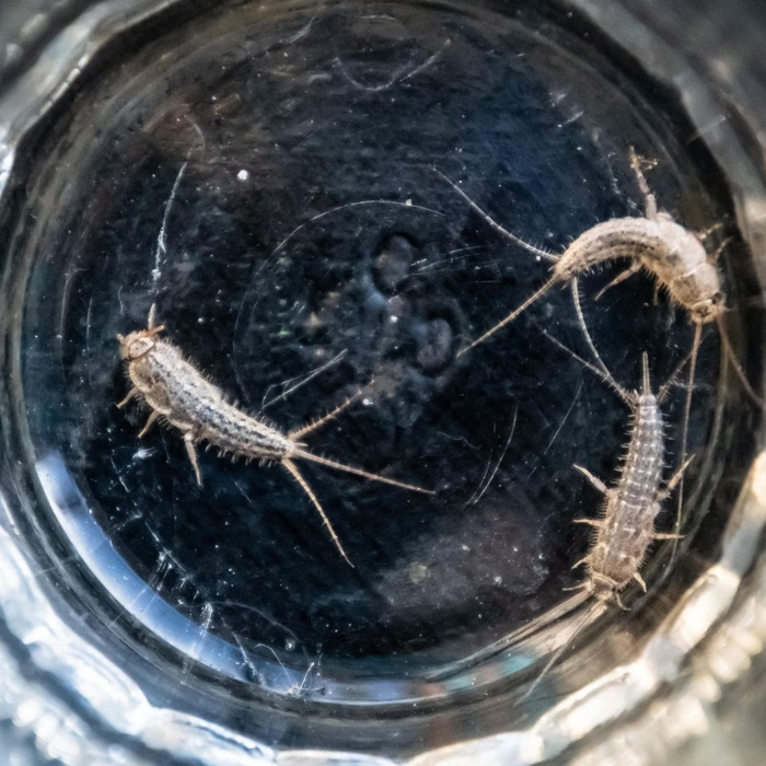 GNEZDE SE U MRAČNIM I VLAŽNIM DELOVIMA VAŠEG STANA, a da niste ni ...