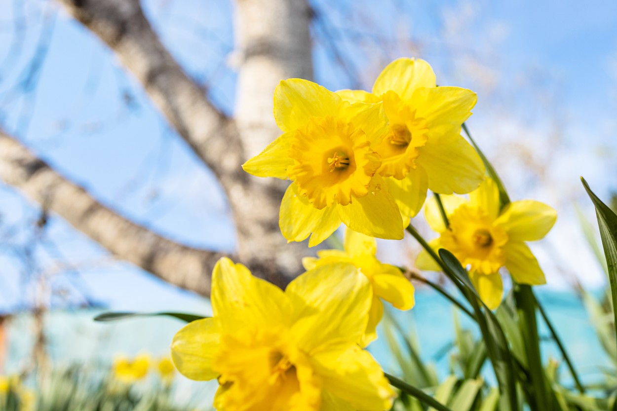 Intelektualni div, Narcis u akciji ili perfekcionista koji teži ...