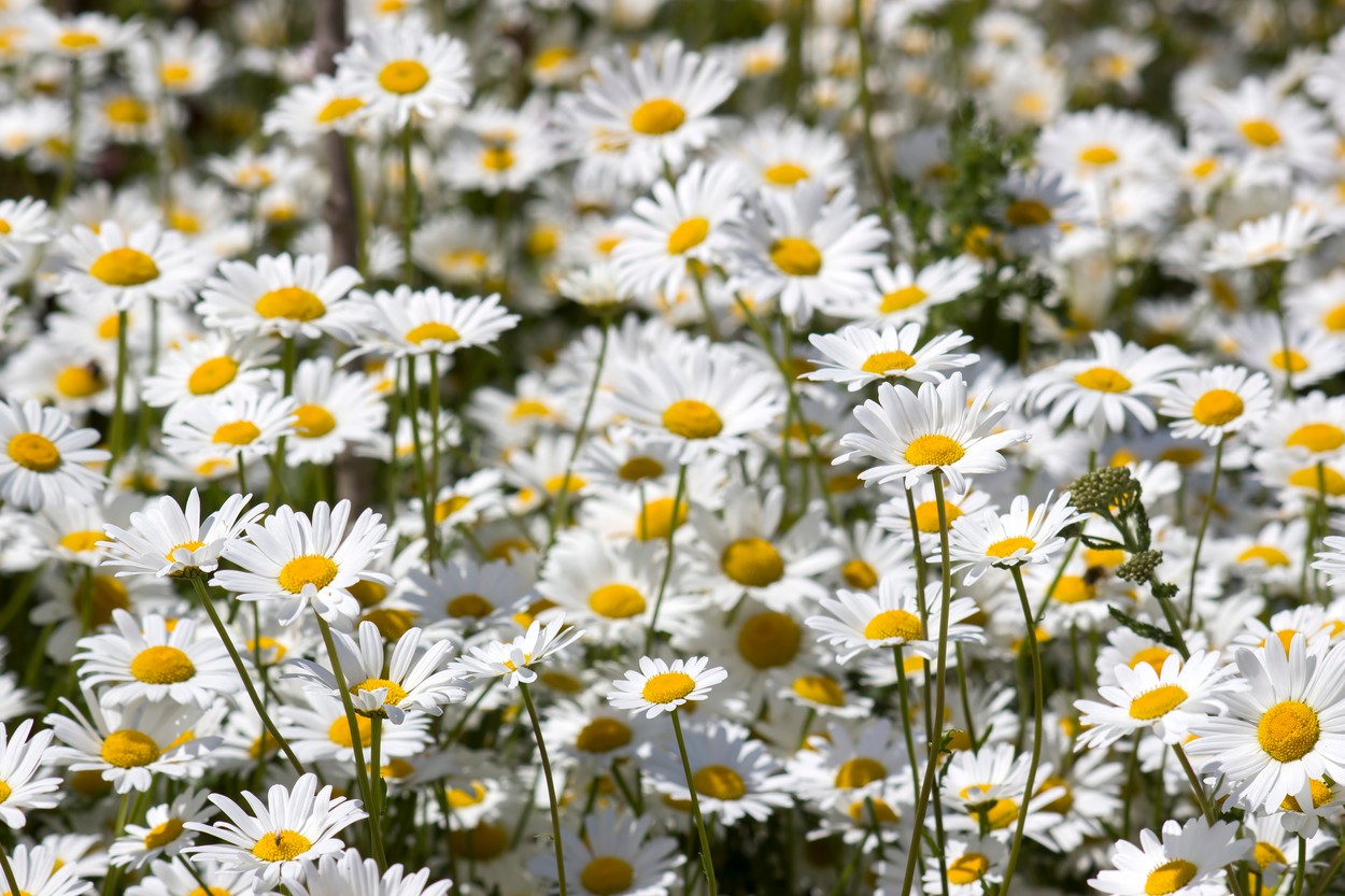 Intelektualni div, Narcis u akciji ili perfekcionista koji teži ...