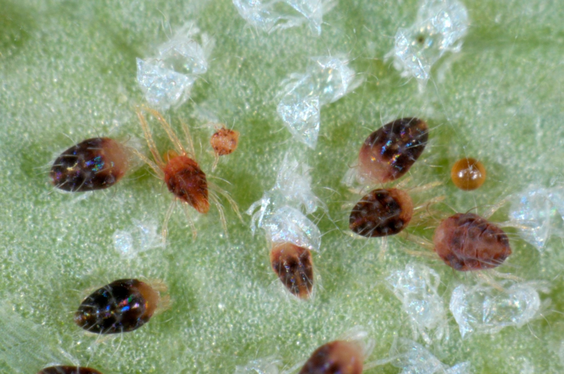 Napravite sami SPREJ protiv GRINJA i uklonite ih što pre! (RECEPT)