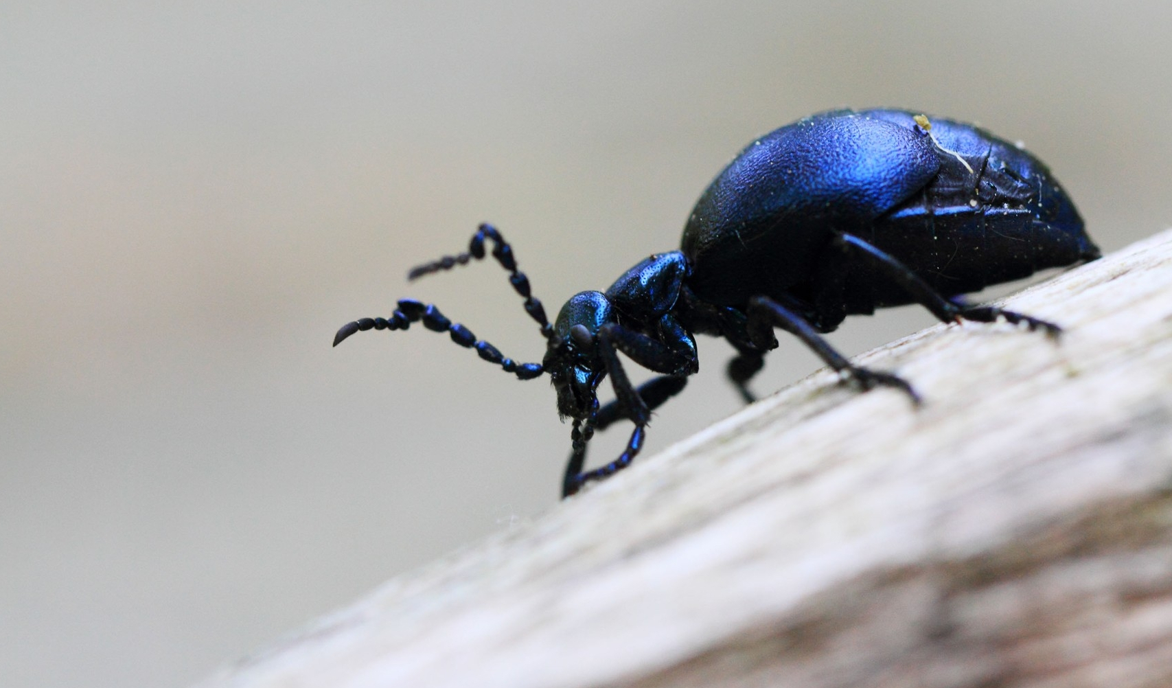 NE ZNA SE DA LI SU OTROVNE! Ogromne crne BUBE SA ROGOVIMA se pojavile ...