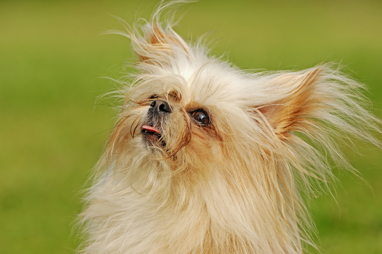 Neobične i retke rase pasa