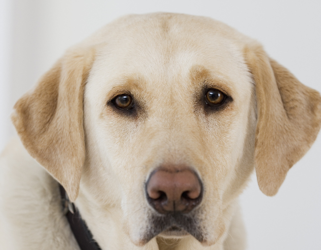 Labradoru Saši posthumno dodeljena medalja