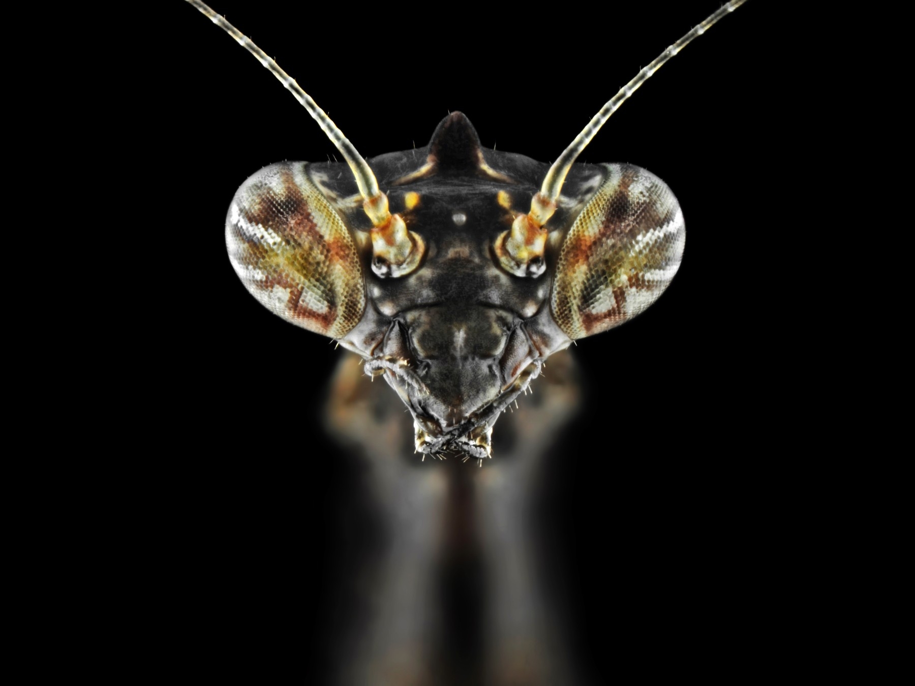 Portreti insekata: Sada ih možete pogledati pravo u oči!