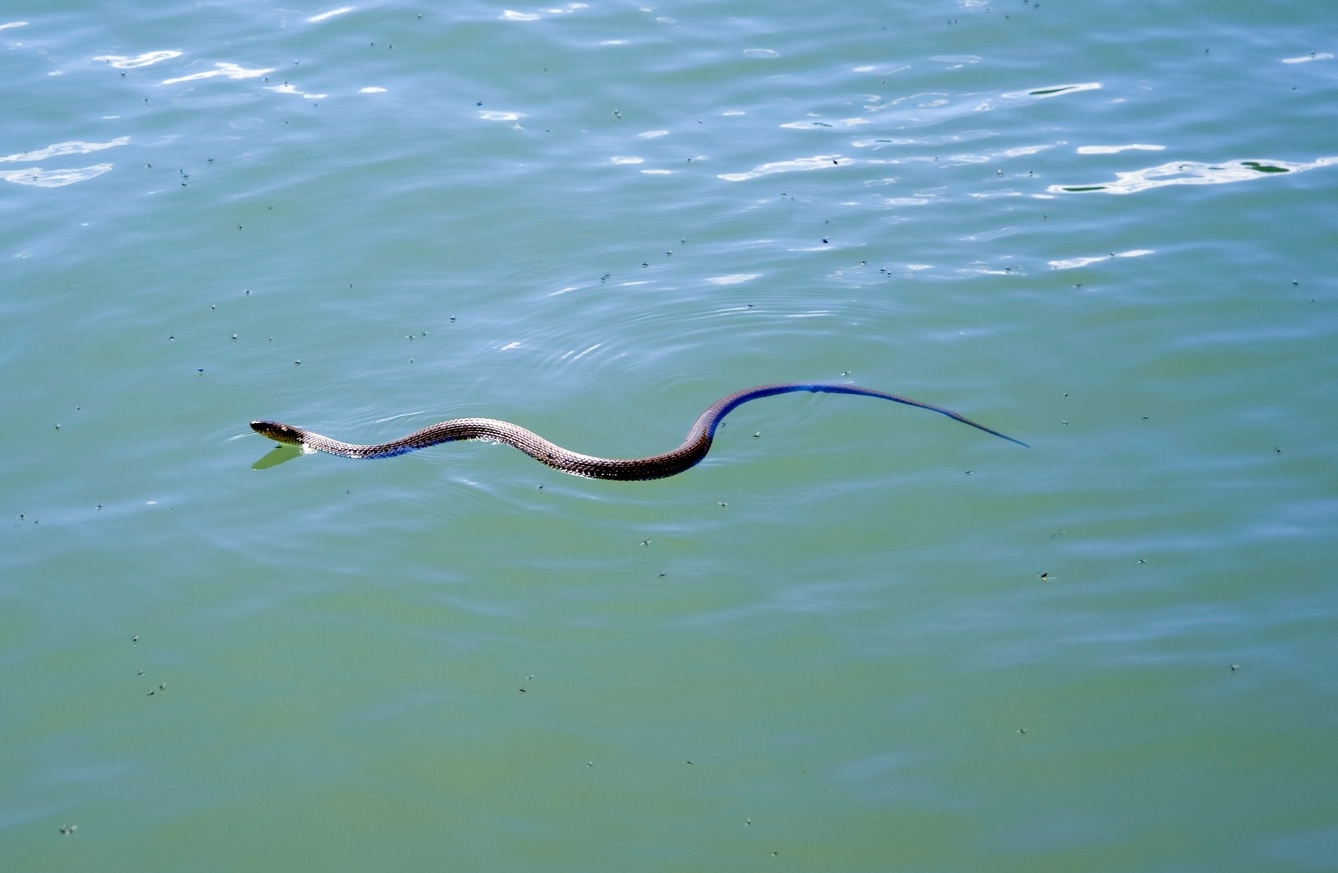 Savet veterinara: Zmije oterajte naftalinom