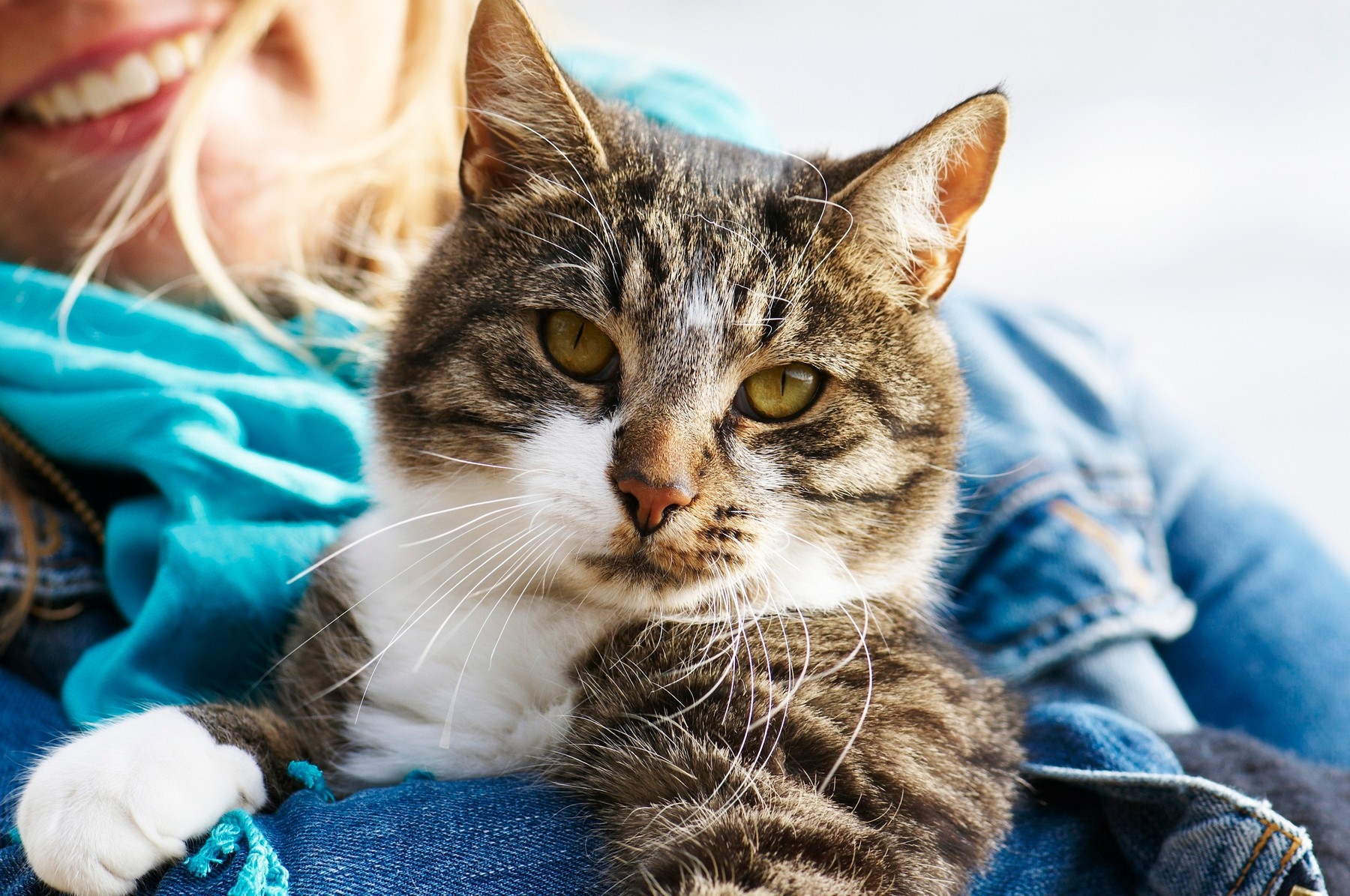 U čijem društvu mačke više uživaju?