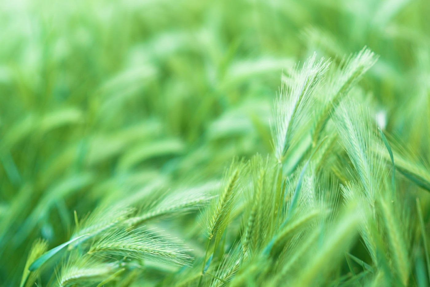 Trava koja je opasna za pse i mačke