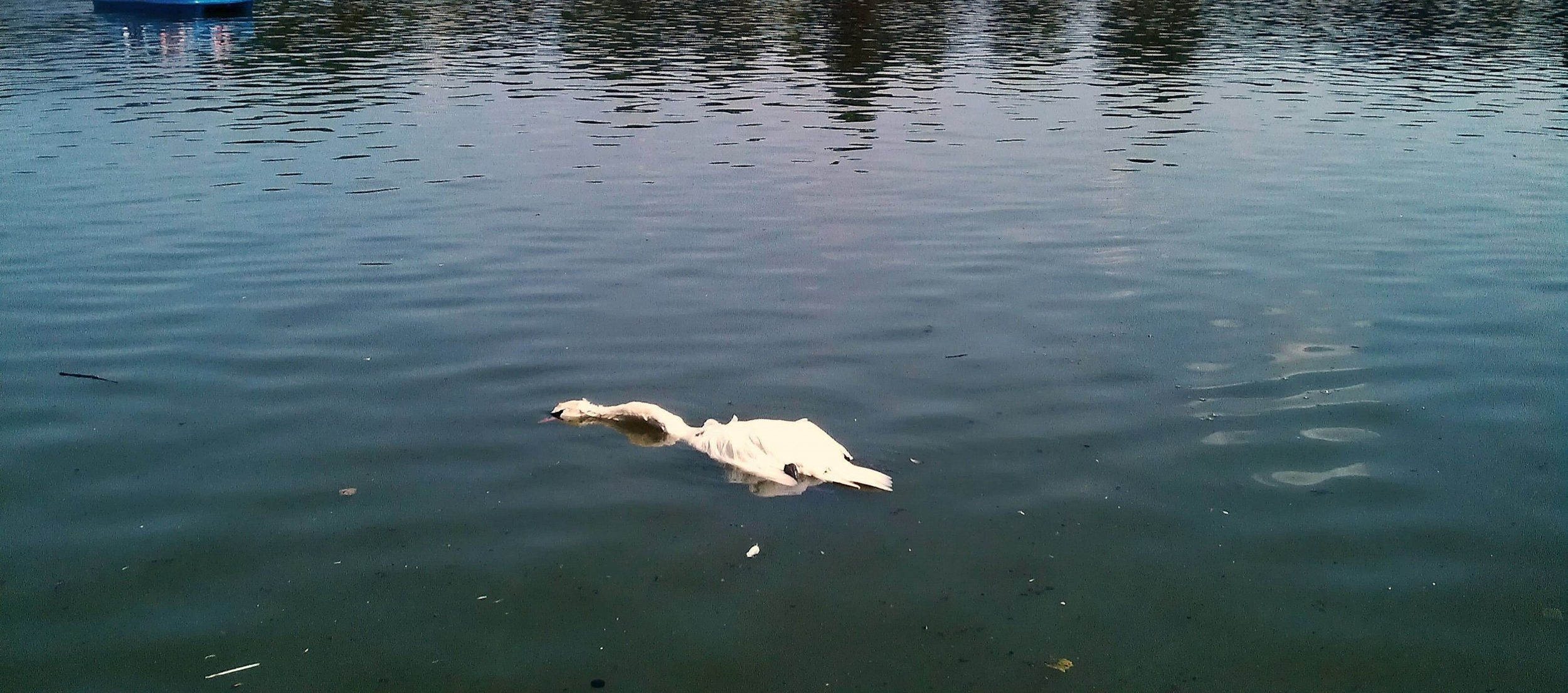 CG: Labud nabijen na kolac