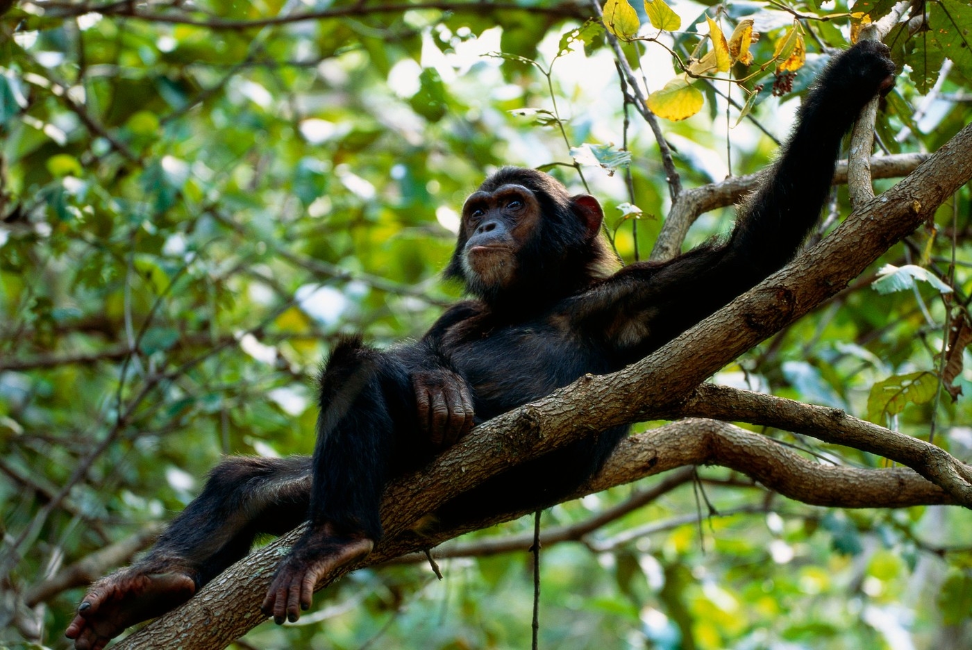 Šimpanze imaju svoja posebna mesta na drveću