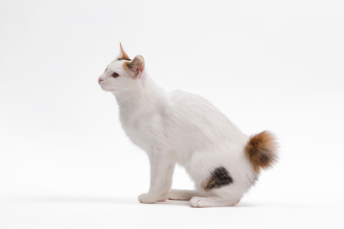 Japanska bobtejl rasa: Simbol sreće na Dalekom istoku