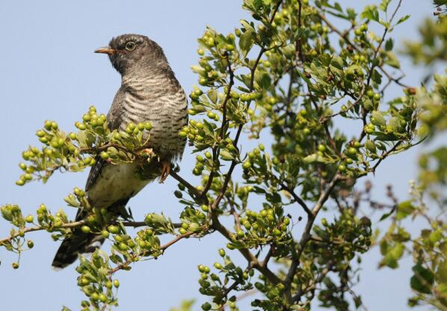 Kukavice koriste tuđa gnezda za polaganje jaja