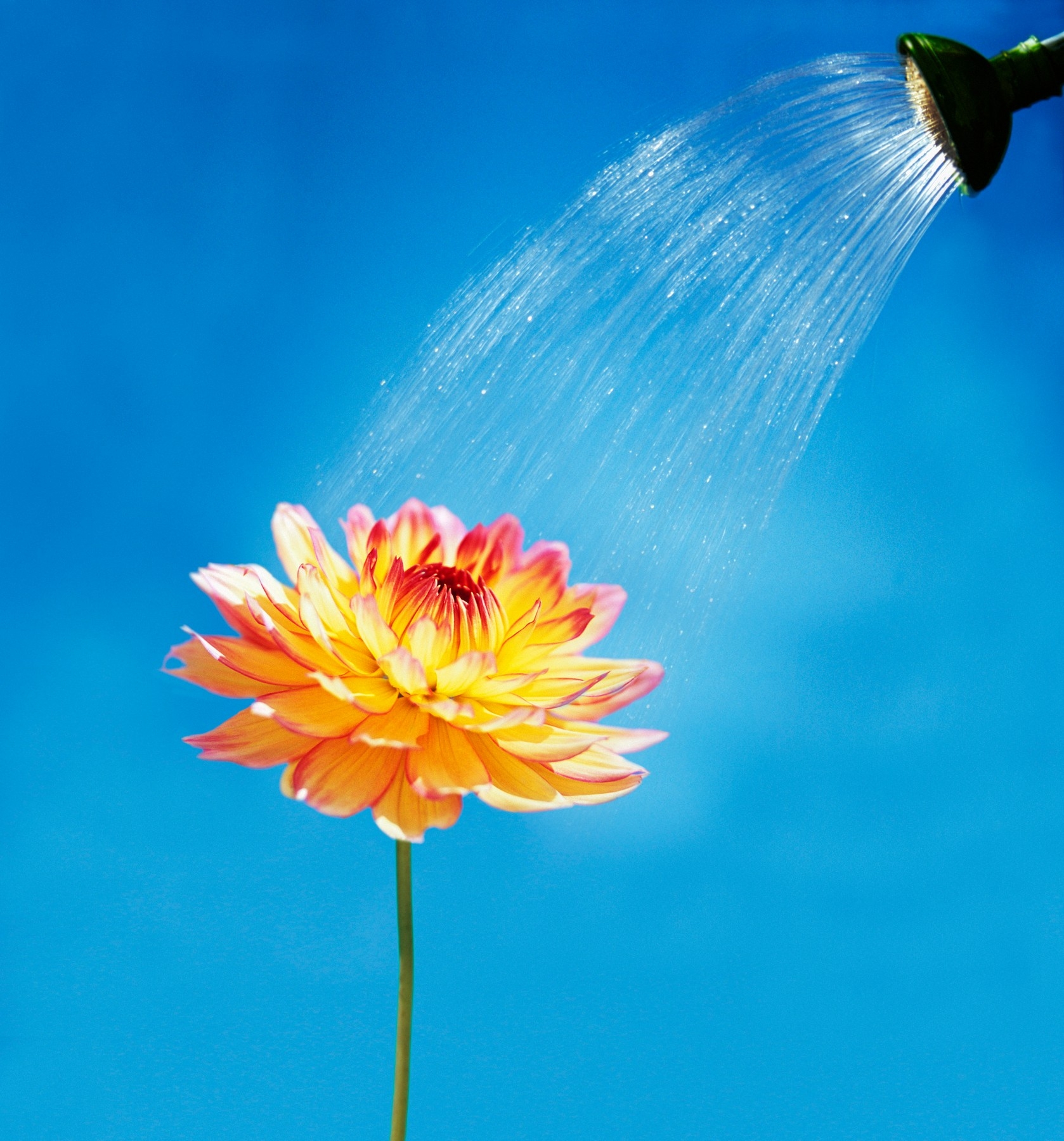 Trikovi da cveće u vazi duže traje!