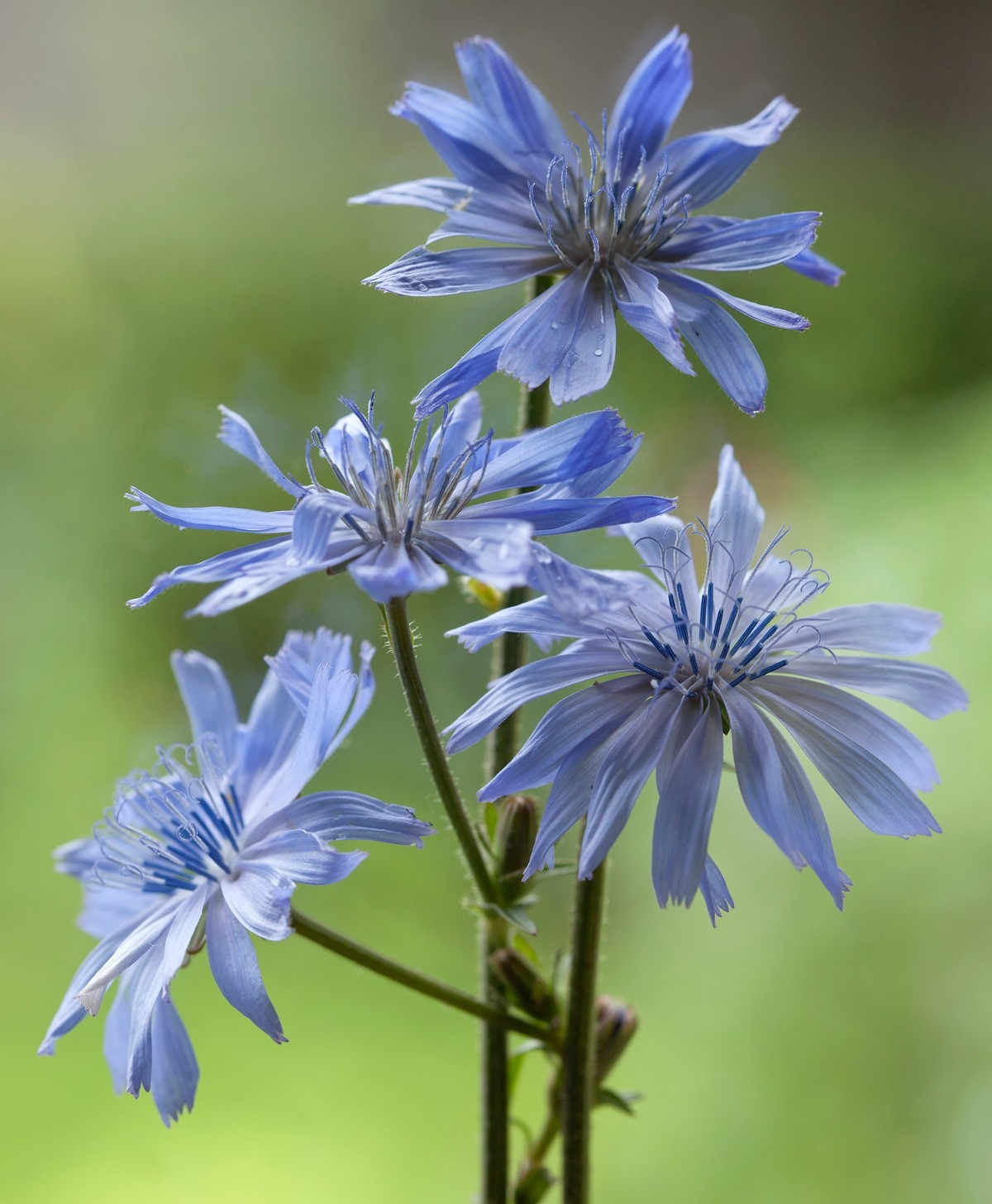 Vodopija - biljka koja zamenjuje kafu, a leči dijabetes i glavobolju