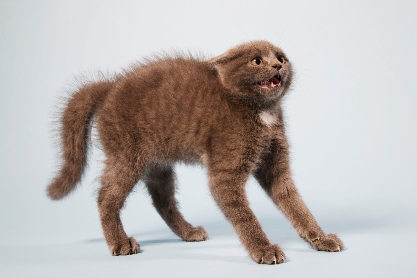 Poruke koje vam šalje vaša mačka