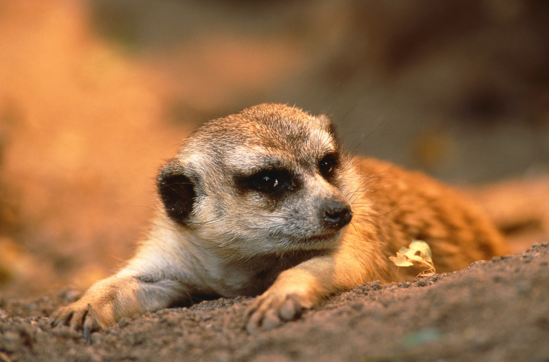 Mungos sebi priprema obrok pomoću "nakovanja"