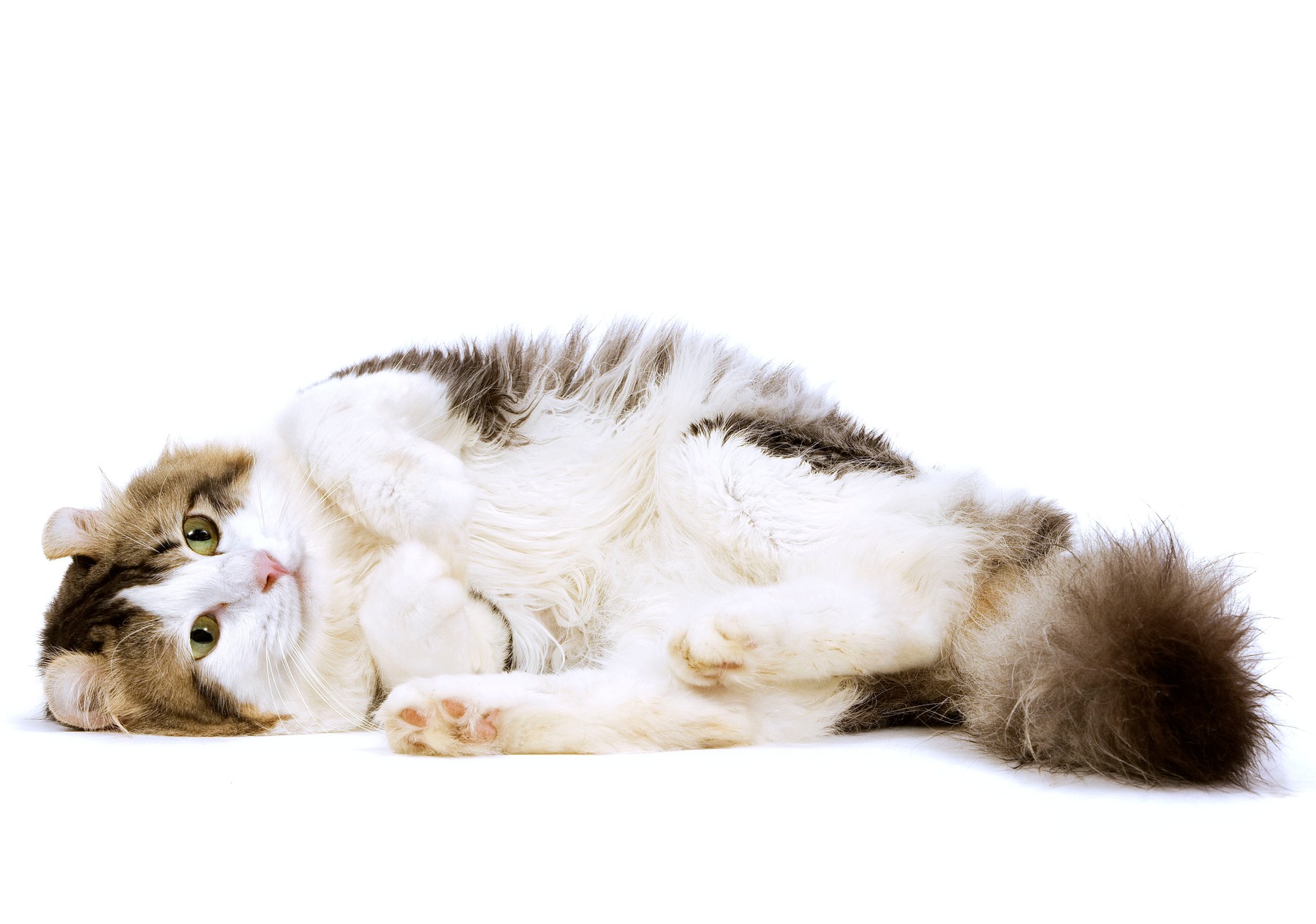 Američka kovrdžava mačka: Čupava lepotica