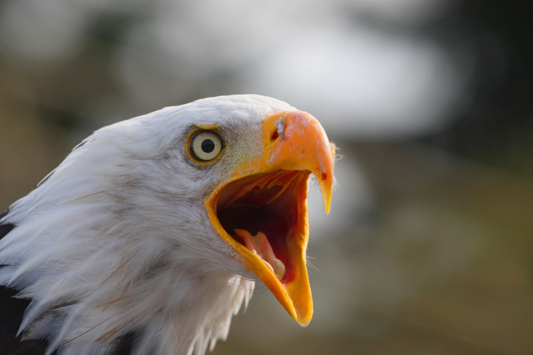 MIT O ORLU: Sa 40 godina orao bira put u smrt ili u novo, ali bolno ...