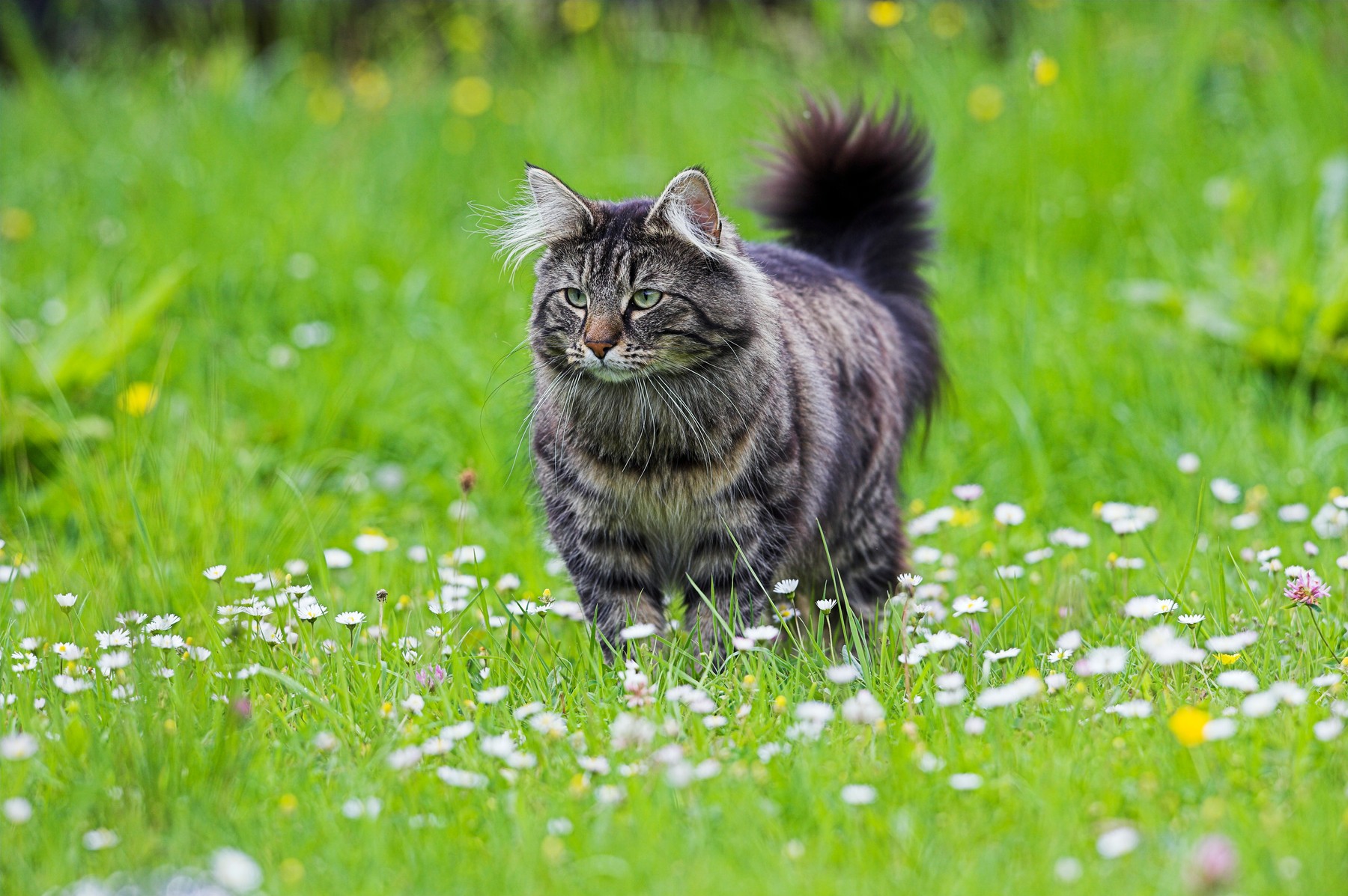 Norveška šumska mačka: Miljenica vikinga