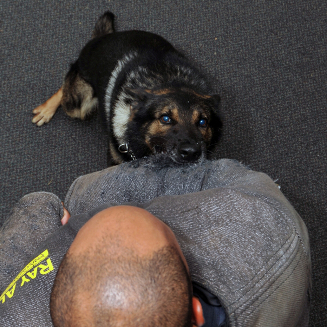 Vučjaci su preslatki - osim kada dobiju komandu GRIZI (GALERIJA)