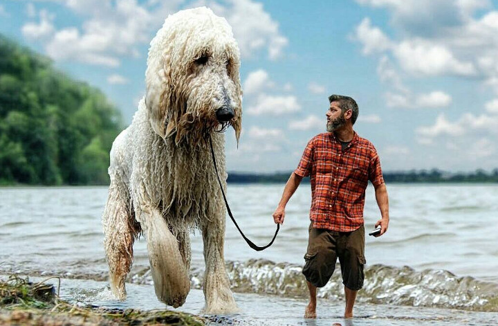 Ovo je sigurno NAJVEĆI pas na svetu, a njegov vlasnik krije o njemu ...