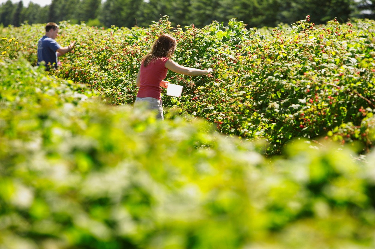 CURI IM GNOJ IZ RANA, POVRAĆAJU ZBOG SUNČANICE: Evo kroz kakav PAKAO ...