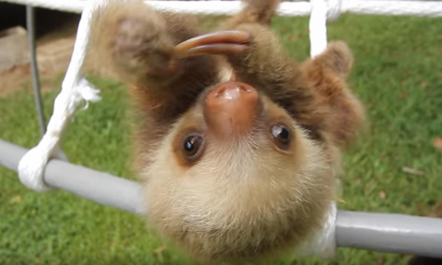 NEĆETE VEROVATI kakve zvukove prave bebe lenjivci (VIDEO)