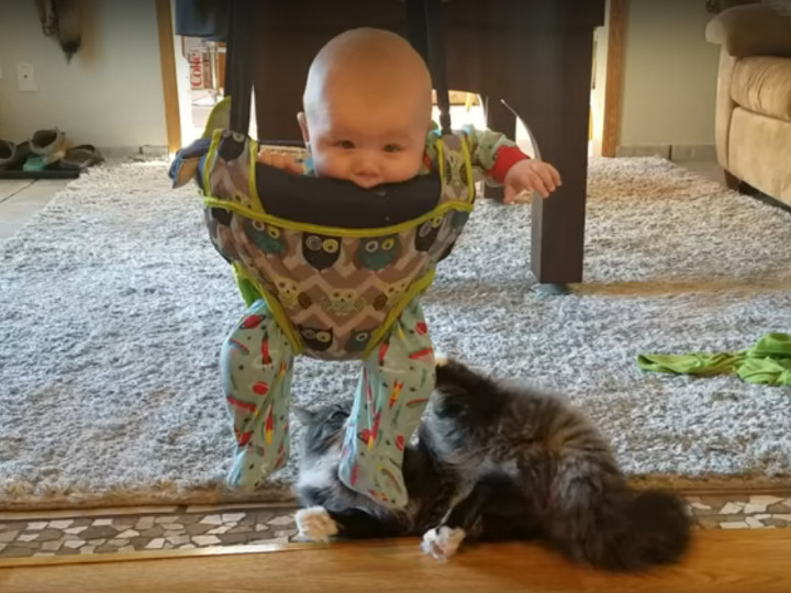 KAKO SU SLATKI: Ova mačka ima najbolju igračku na svetu (VIDEO)