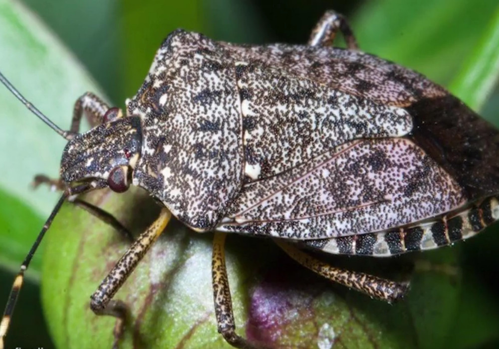 INVAZIJA SMRDIBUBA! Evo kako da ZAUVEK oterate ove dosadne insekte iz ...