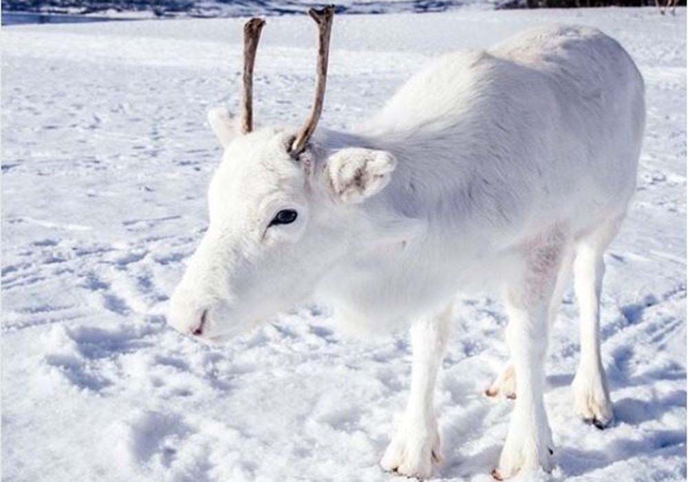 RETKA LEPOTA! U Norveškoj uslikan beli irvas! (FOTO)