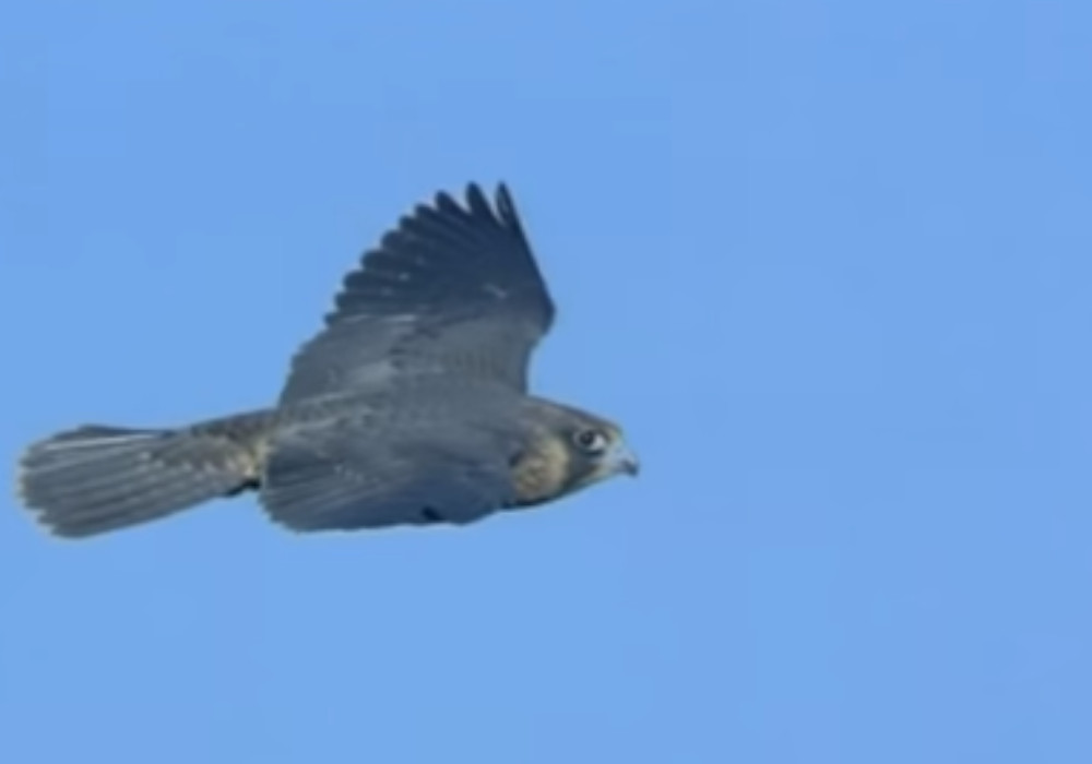 VRAĆEN U PRIRODU: Stepski soko iz Lebine poleteo u slobodu
