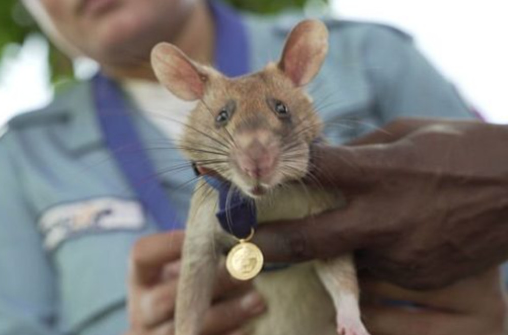 NE, NIJE ŠALA! Ovaj pacov je HEROJ, odlikovan zlatnom medaljom za ...