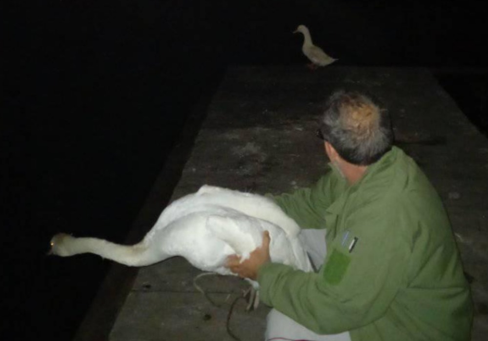 VIDI LABUDA: Meštane leve obale Dunava napala najezda labudova - ima ih ...