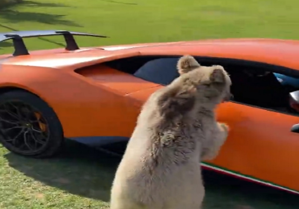 Medved je poželeo jabuku, ali vrata skupocenog Huracana nisu izdržala ...