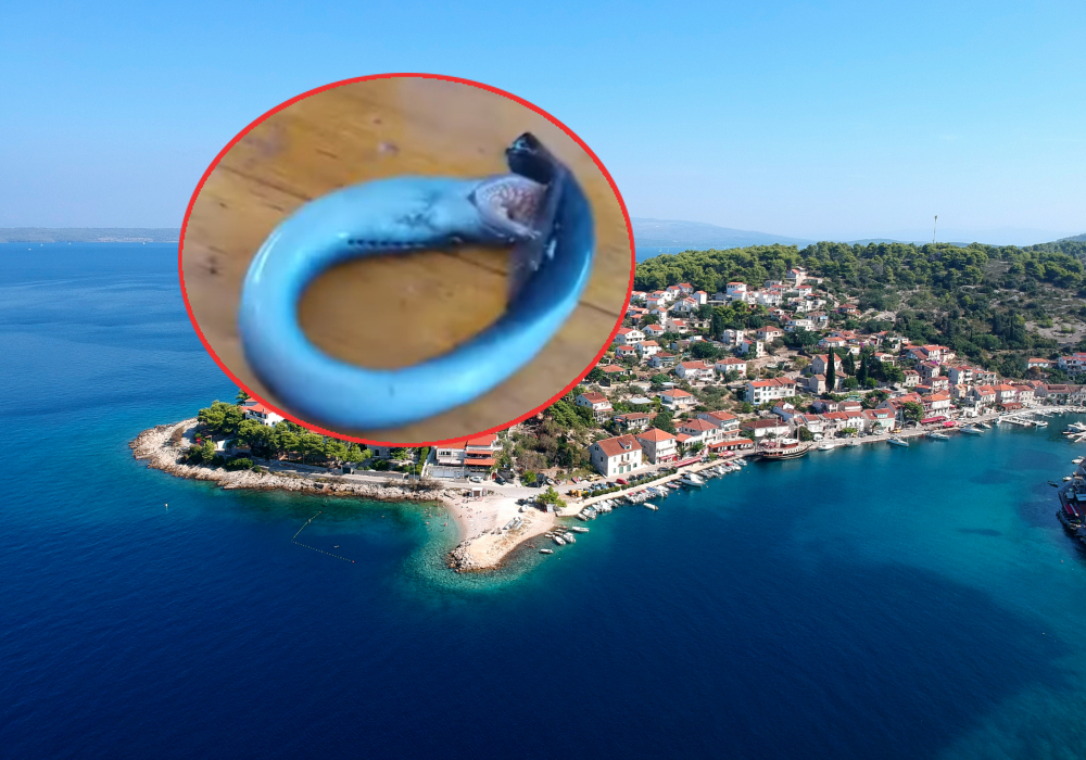 NEVERICA U JADRANSKOM MORU Uhvaćen parazit koji sisa krv - priljubio se na brod, svi u šoku (VIDEO)