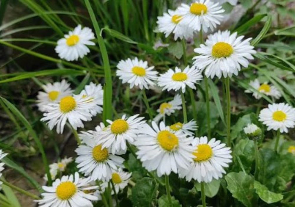NAJLEKOVITIJE POLJSKO CVEĆE: BELA RADA leči reumu, jetru i bubrege ...