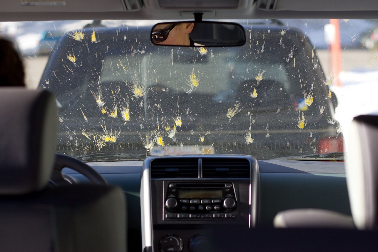 REŠITE SE GAMADI: Šta uraditi sa zalepljenim i "zapečenim" insektima na ...