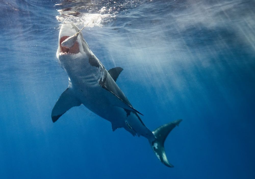 UHVAĆENA VELIKA BELA AJKULA NA HRVATSKOM PRIMORJU! Stručnjak ostao šokiran kada je video ...