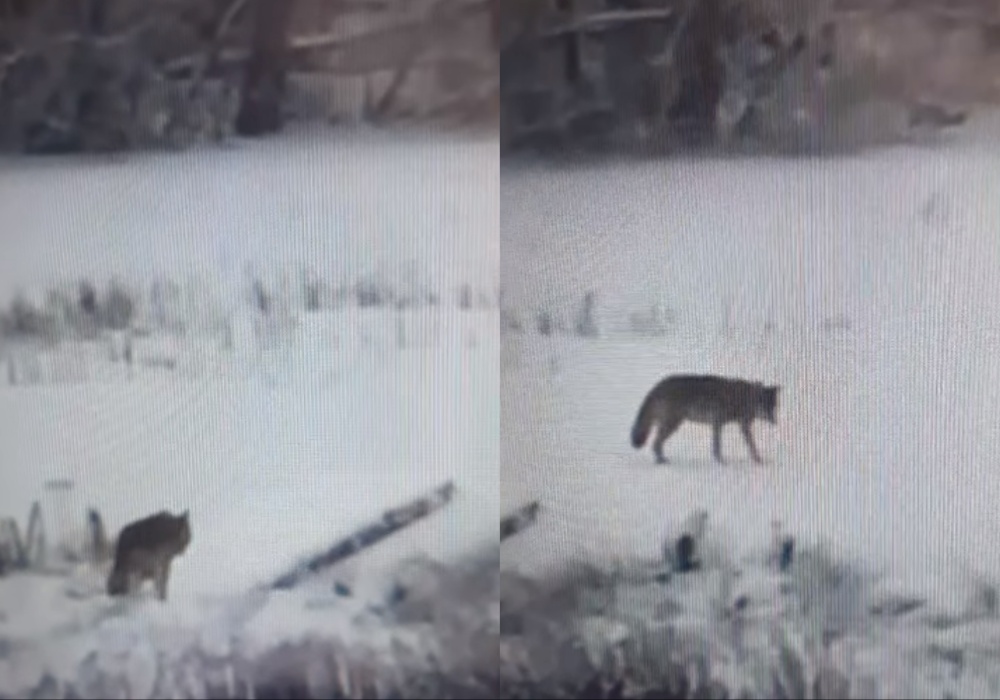Čopor vukova preplivao Drinu