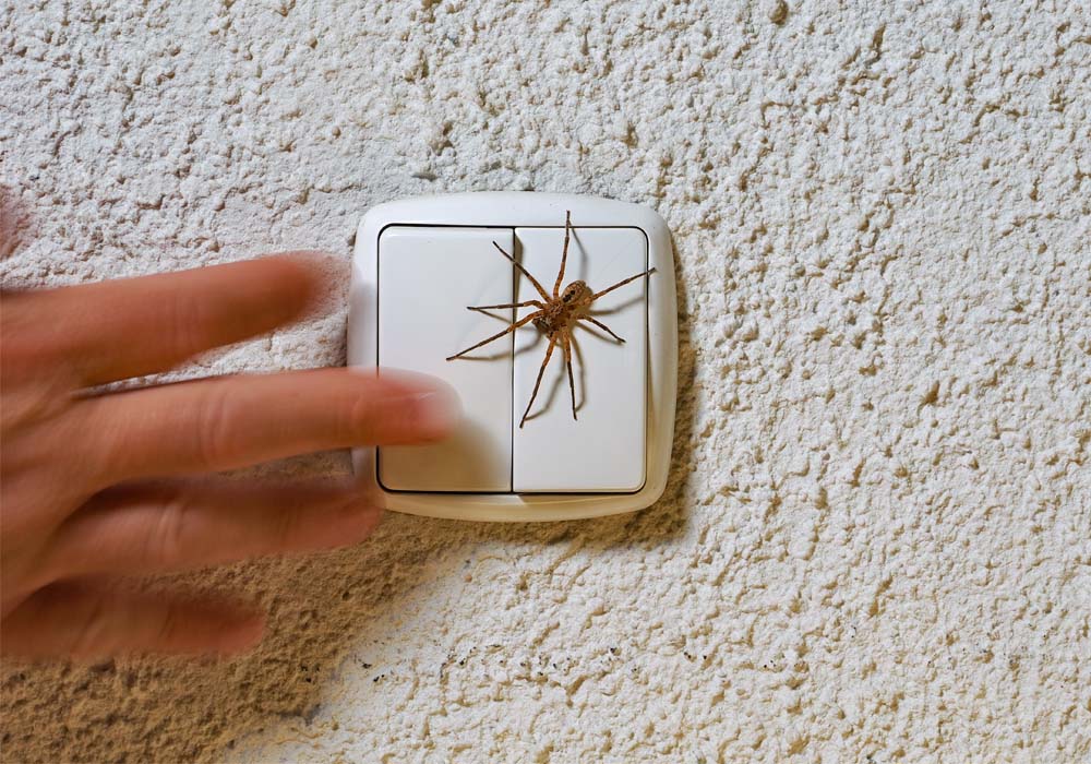 Dečak jedva preživeo ujed otrovnog pauka